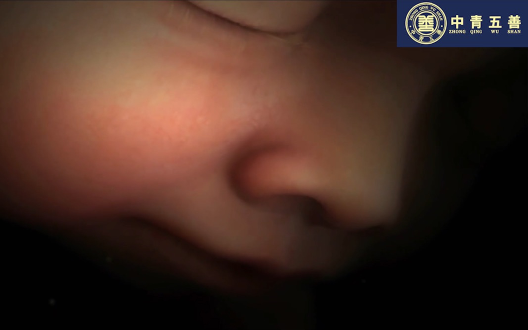 生命的孕育——用3d还原生命的诞生过程
