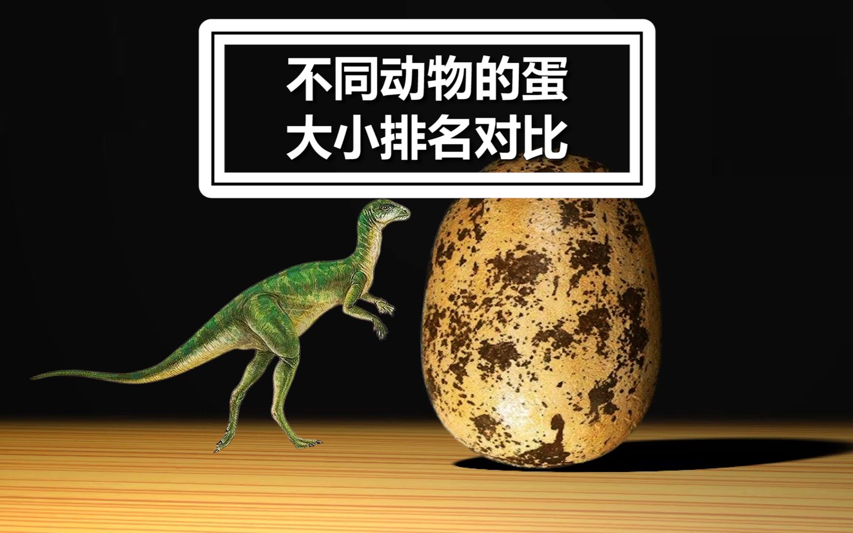 不同动物的蛋 大小排名对比