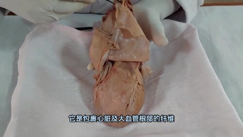 心脏在胸腔内并非是完全裸漏的,而是被一种膜性囊所包裹