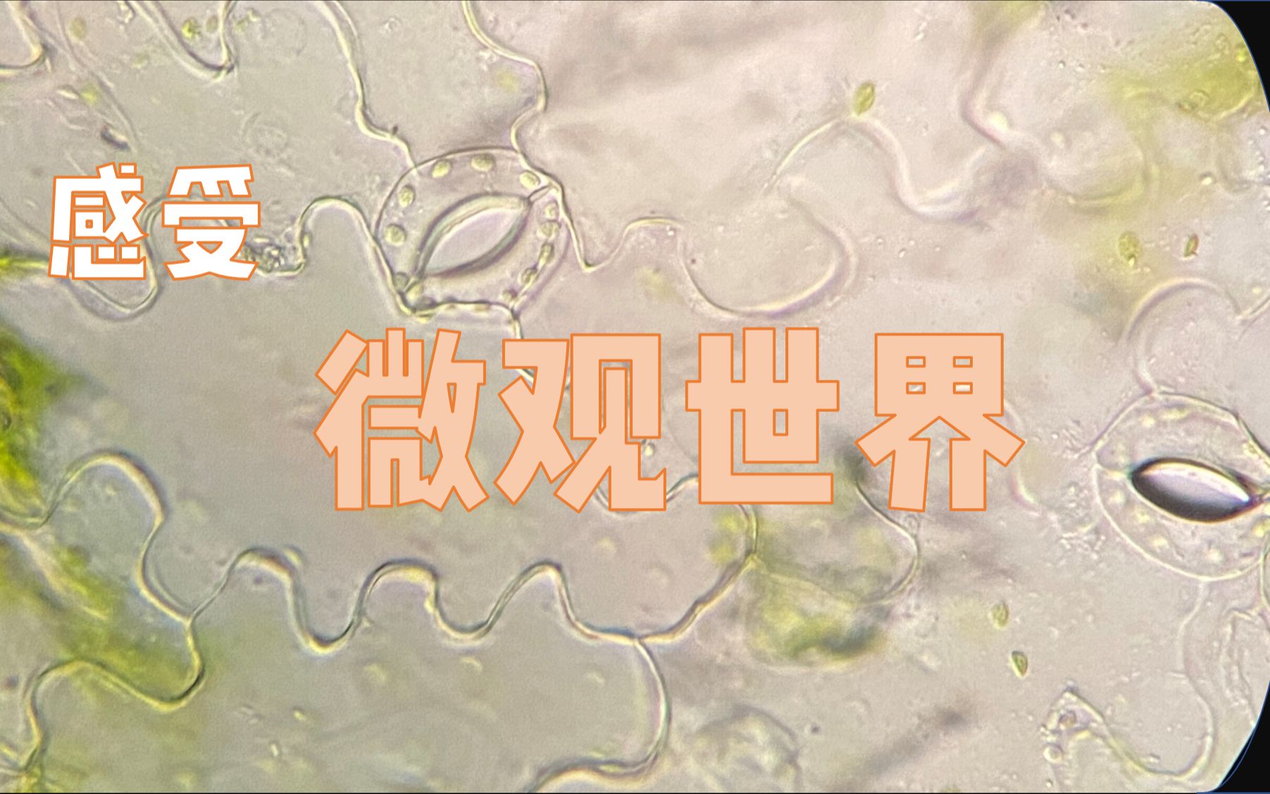 感受微观世界:显微镜观察植物细胞