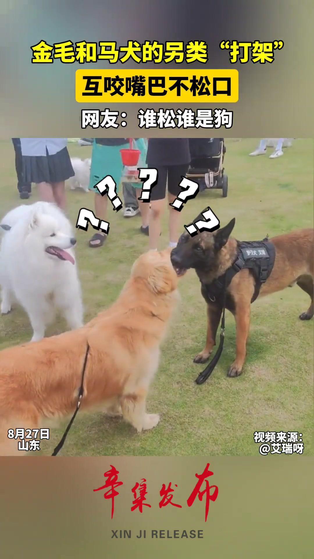 ...和马犬起冲突,互咬嘴巴不松口。网友:谁松谁是狗。视频来源:@艾瑞呀