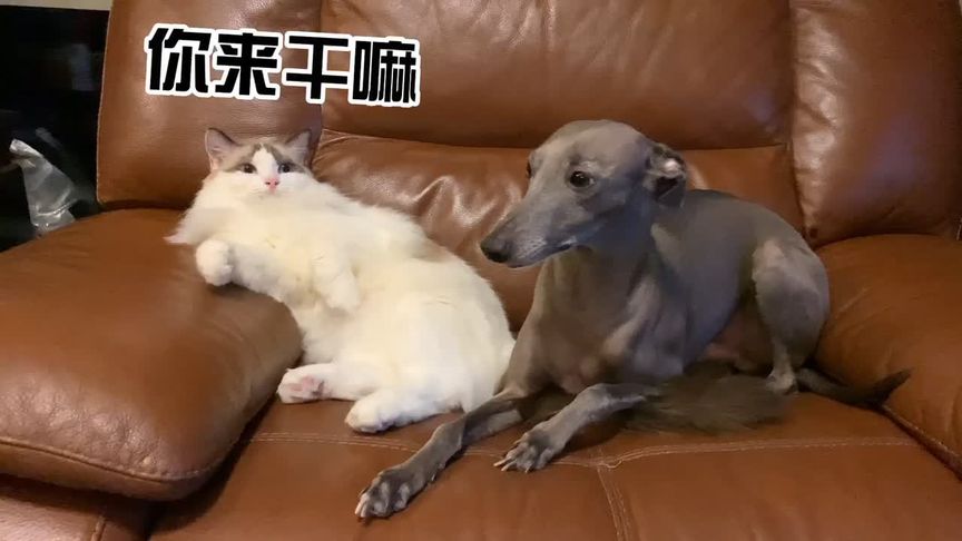 猫和狗在一起会不会打架?#宠物 #萌宠