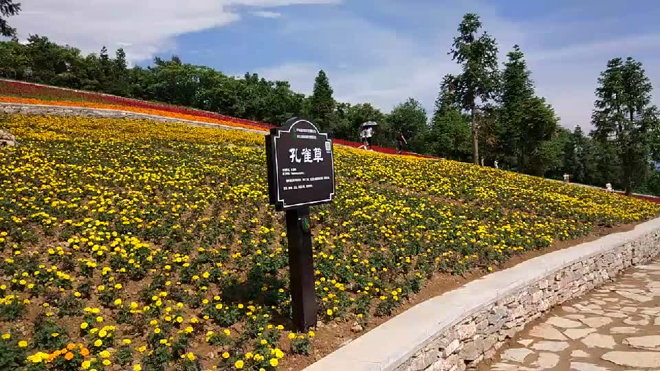 夏天避暑好去处,野三关森林花海开园啦!