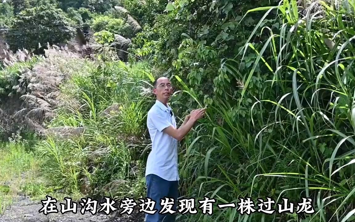 农村俗称“过山龙”植物,木通科学名“大血藤”,名贵药材与观赏