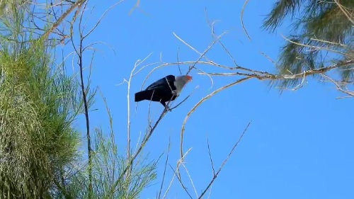 塞舌尔岛上的蓝鸽子红冠蓝鸠选树枝搭窝
