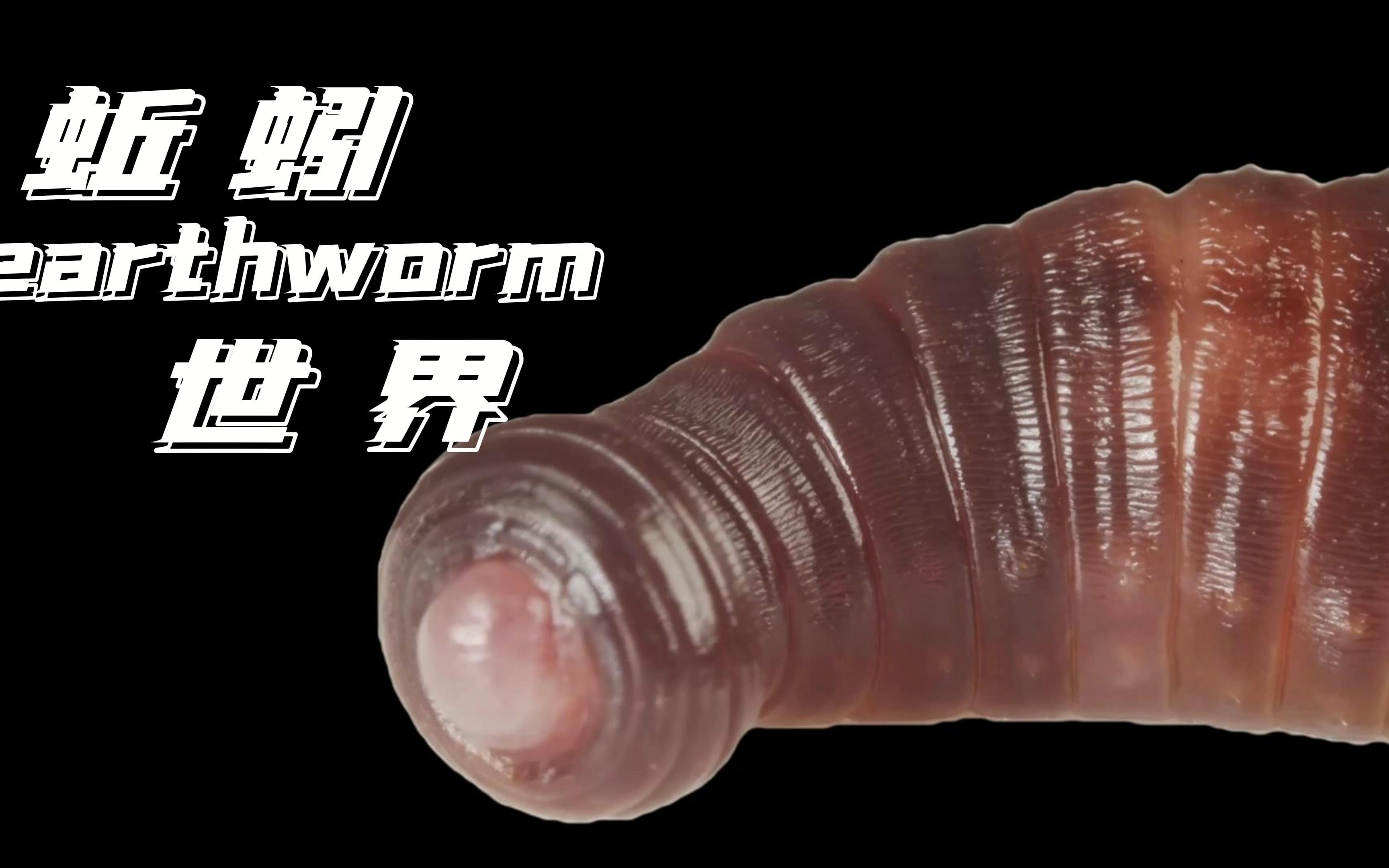 4K超高清科普:蚯蚓的小小世界