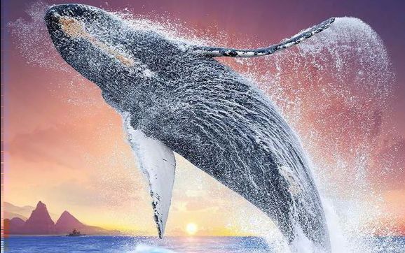 【纪录片】座头鲸 Humpback Whales (2015) 【自压 BD1080P】【...