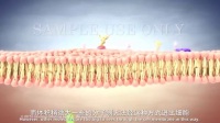 细胞膜对物质进出细胞的选择性