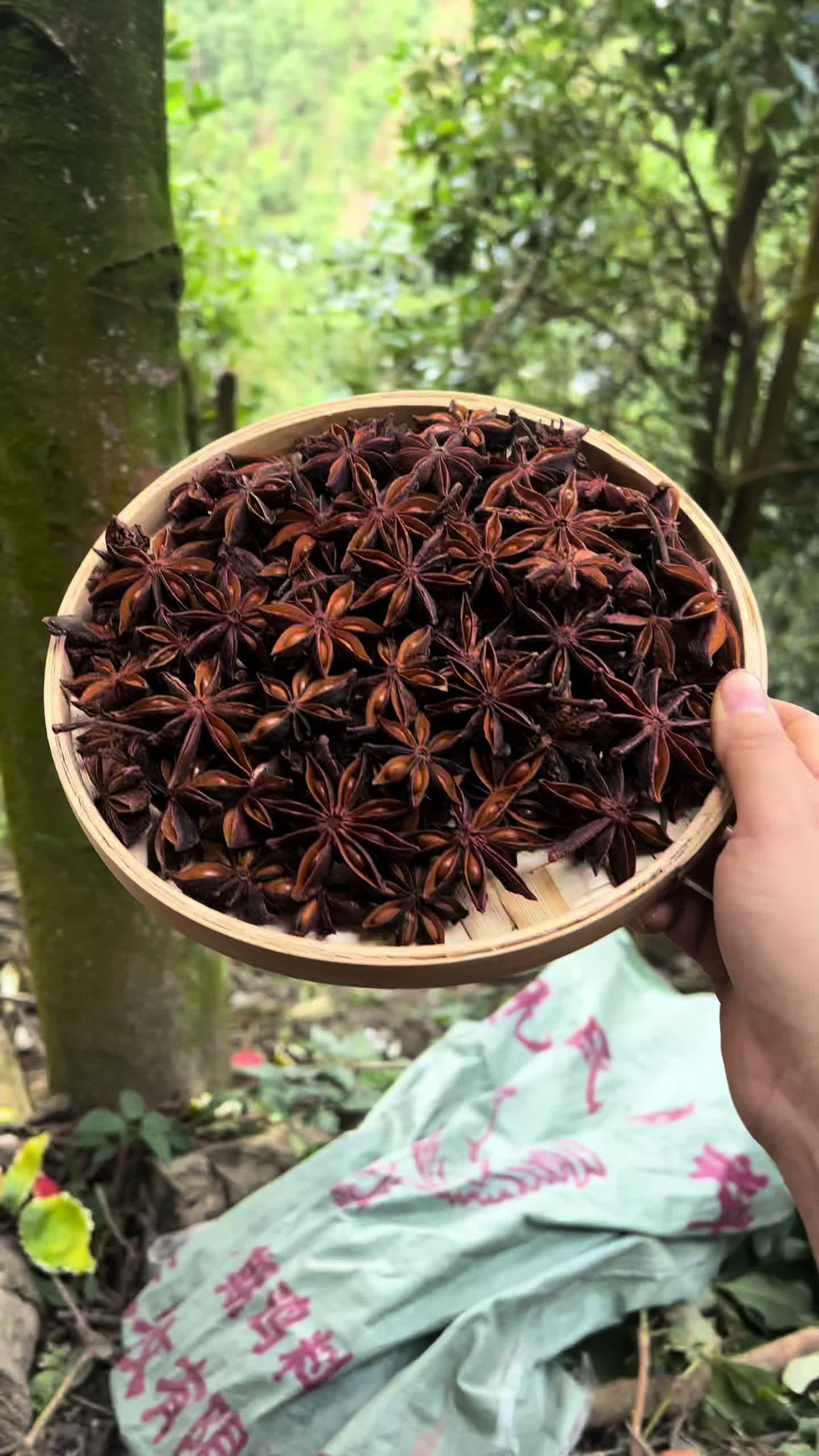 老铁!买八角吗?自己晒的无硫广西大红八角,没有科技与狠活#抖音助农 ...