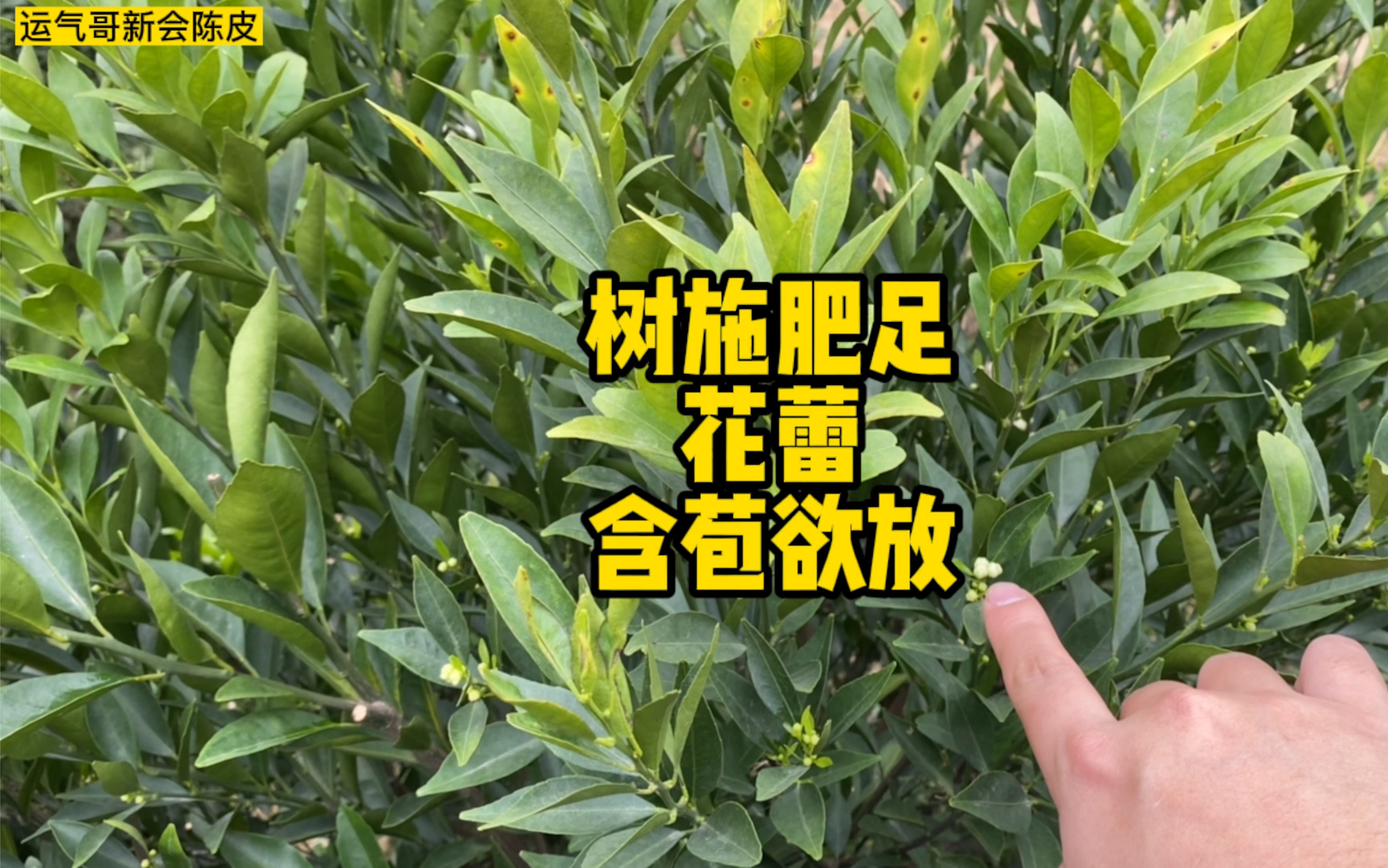 茶枝柑树冬后工作到位,施肥技术到家,树的花蕾都含苞欲放