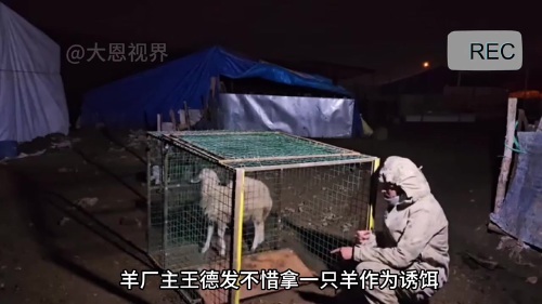 爱羊就要给羊惊喜