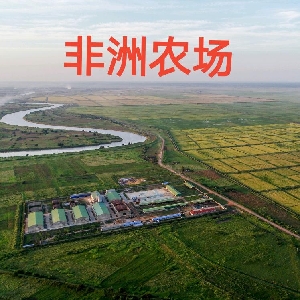 非洲农场逸云 