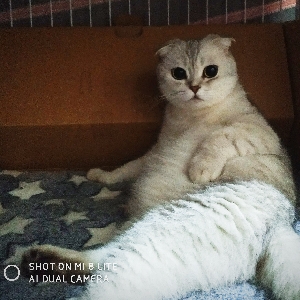 了不起的词词 
