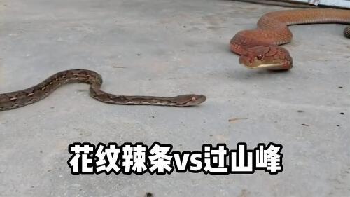 动物世界:爬行动物之间的对决,辣条对战辣条