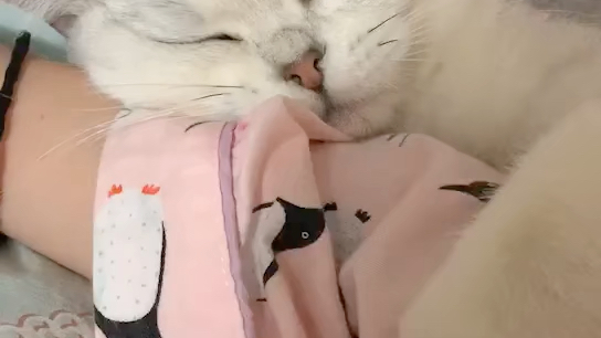 没有人能拒绝会撒娇的小猫咪