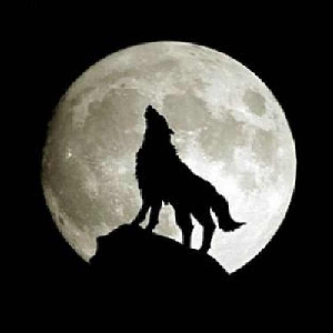 孤狼Lone_Wolf 