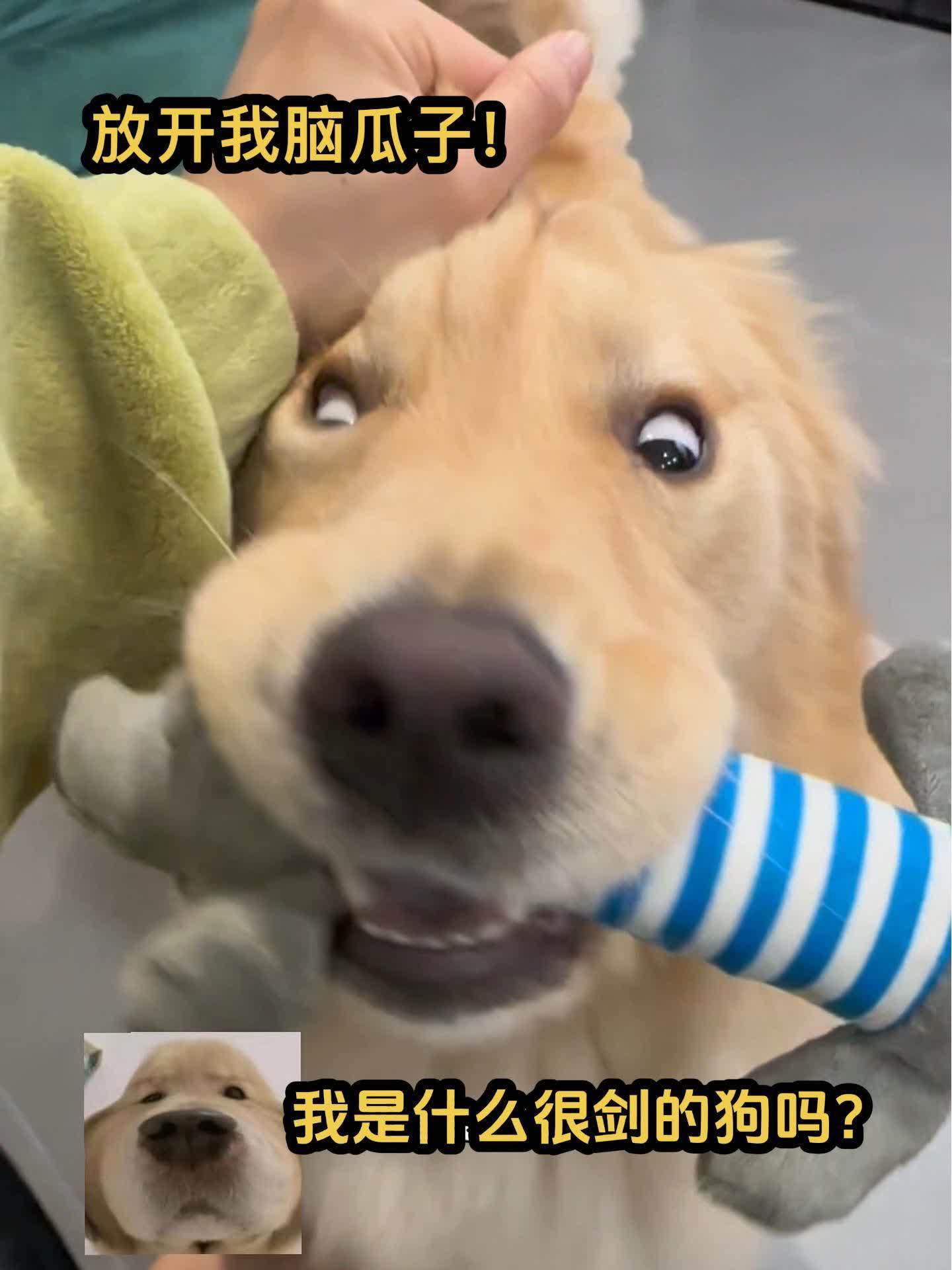 双标修狗,在线演绎金毛 小鸡毛 狗狗 萌宠 狗狗的心思都写在脸上了