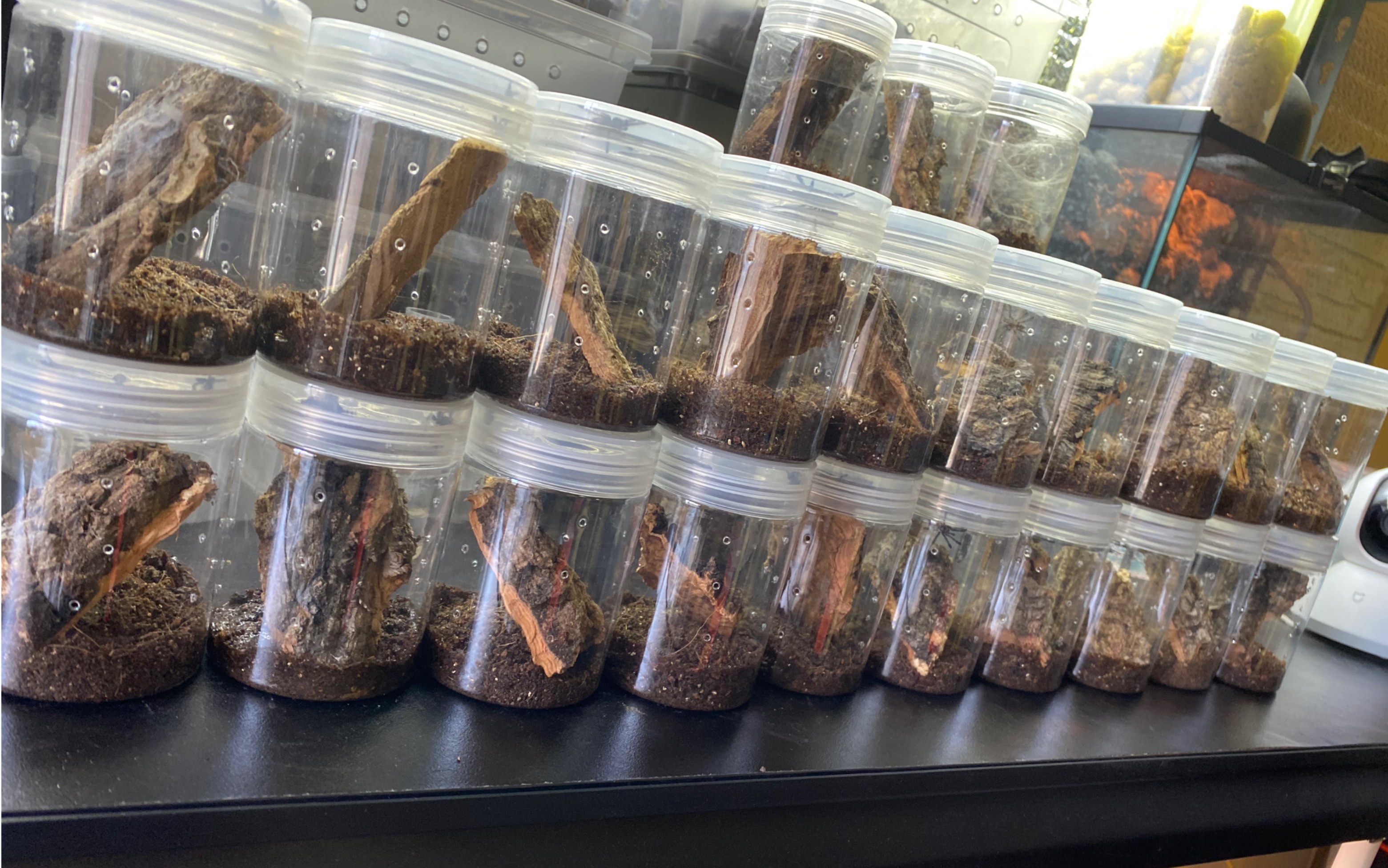 再发一个关于粉趾饲养技巧。喜欢粉趾的朋友可以看一下。 树皮到底...