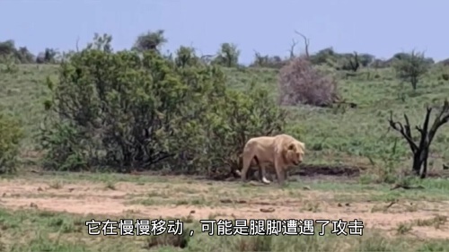 ...受伤抓拍与野生动物零距离接触上UC看免费短剧人类与动物和谐相处