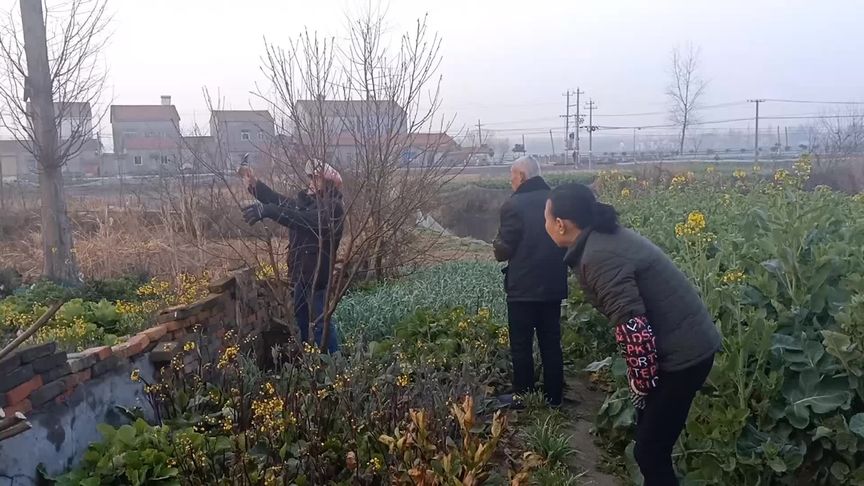 农村老爷爷教您如何给树剪枝,简单又实用