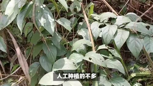 钩藤种植前景怎么样?附钩藤种植技术