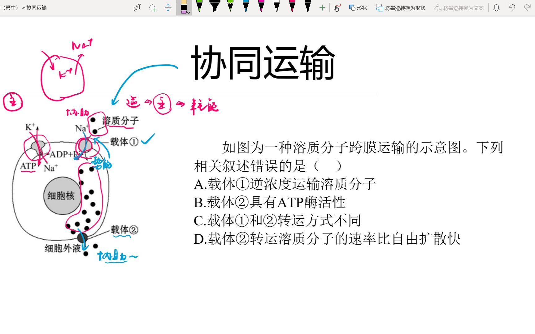 ...扩散却没听过协同运输?其实他就是一种主动运输!高考还特别喜欢考