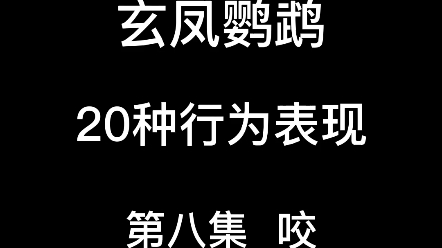 【玄凤鹦鹉】20种行为表现 第八集 咬