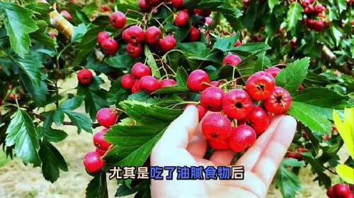 一杯陈皮山楂茯苓茶,竟然有这么多惊人功效!赶紧收藏