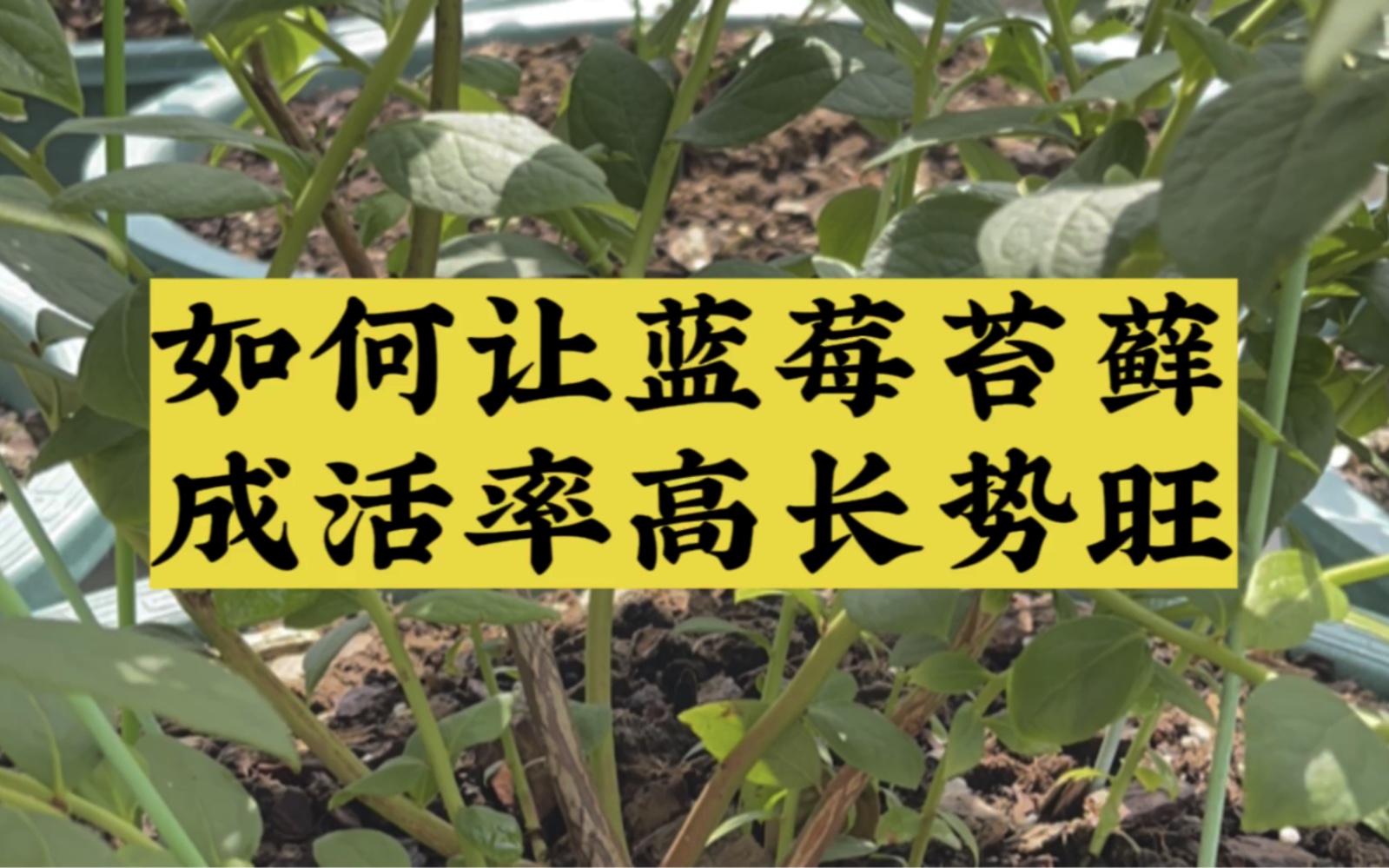 种好蓝莓苔藓一点也不难!