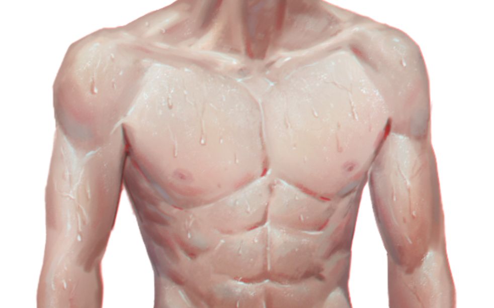 【绘画过程】人体躯干的绘画教程