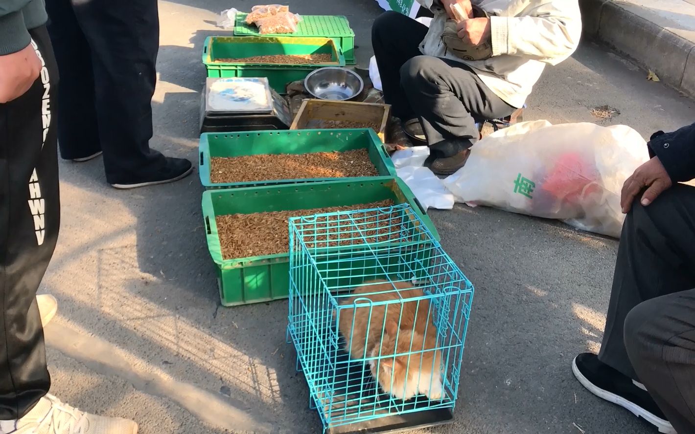 河南农村鸟市卖猫,高价买的波斯猫现在卖30,这是啥情况