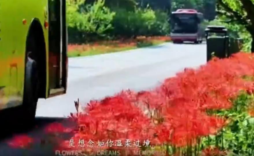 张家界国家森林公园:彼岸花开 如梦如画