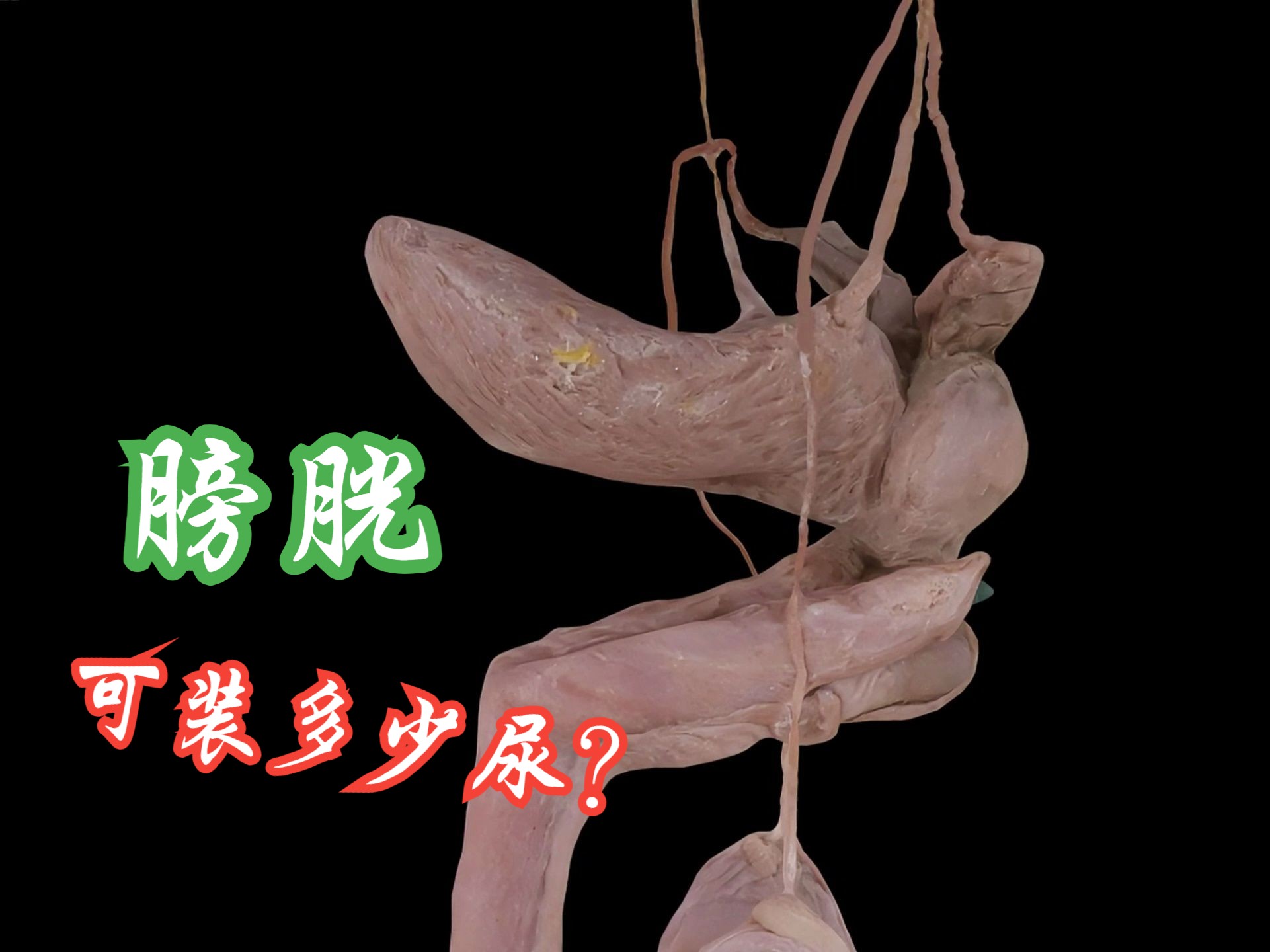 膀胱的外形与内部结构