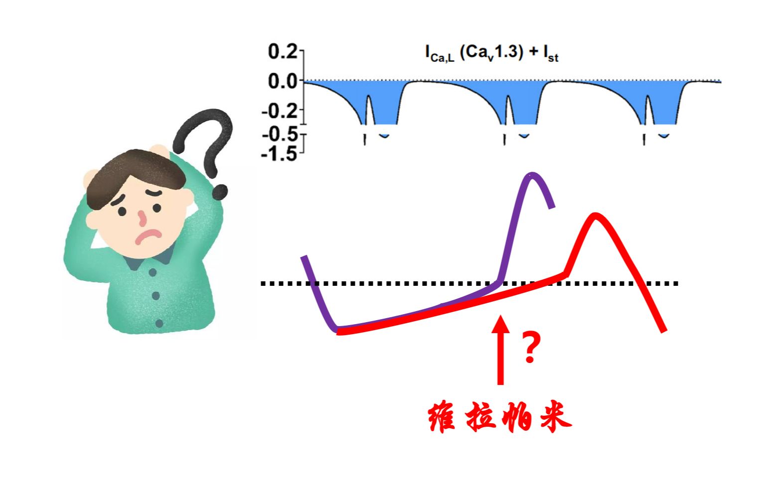 窦房结4期自动去极化有哪些离子流?维拉帕米降低心率的机制是什么?