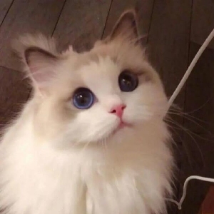 我的世界旭梦 