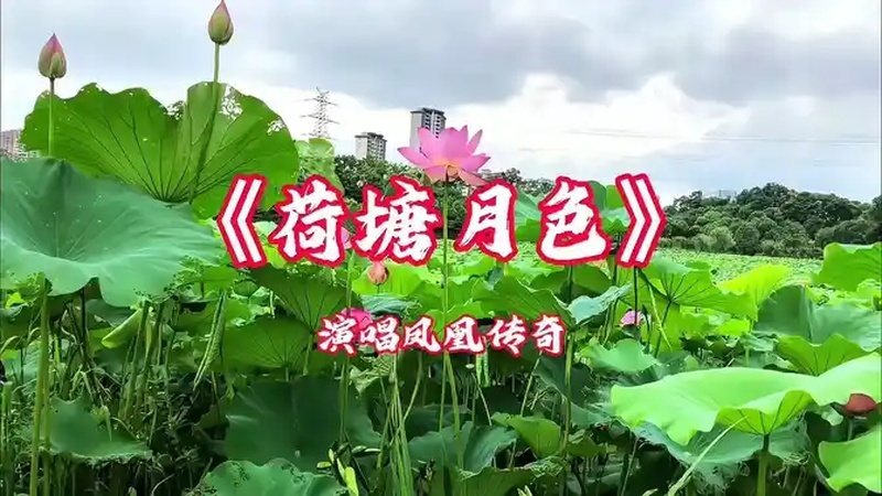 凤凰传奇演唱《荷塘月色》清凉音乐,美了眼醉了心