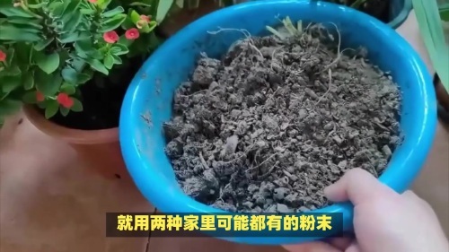 土壤最简单好用的杀菌、消毒方法,2种粉末撒土里,土壤干干净净