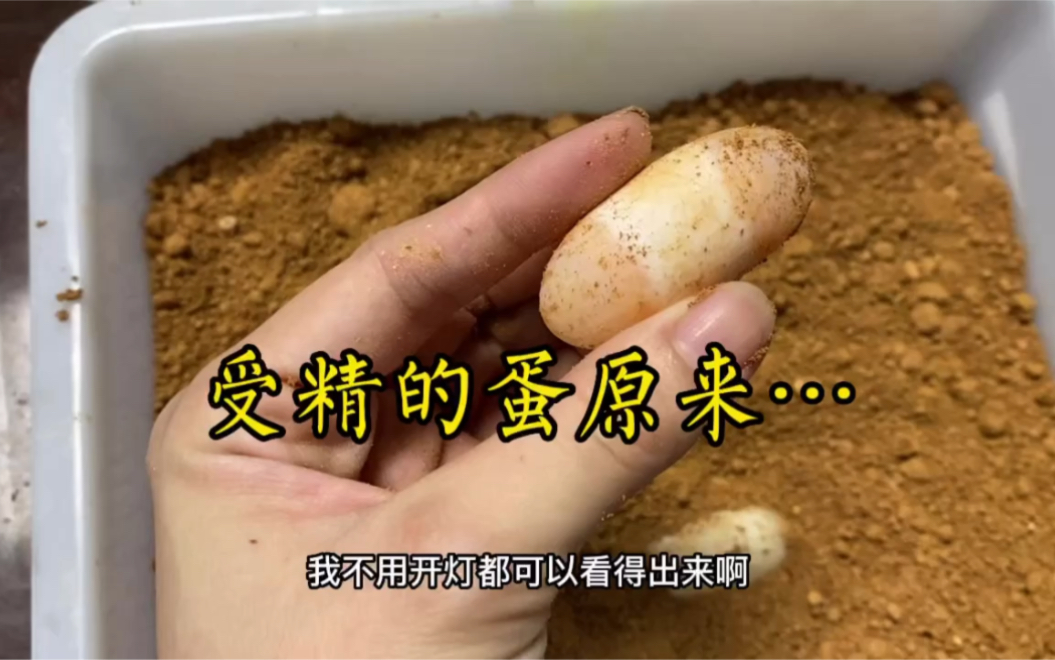 养龟日常,分享受精蛋和不受精蛋的区别?其次又是如何孵化的呢?