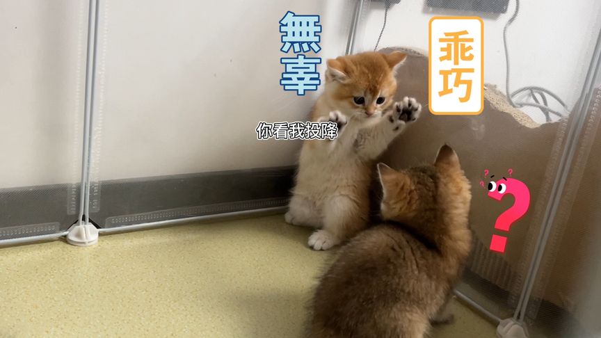小猫咪除了打架还会劝架!