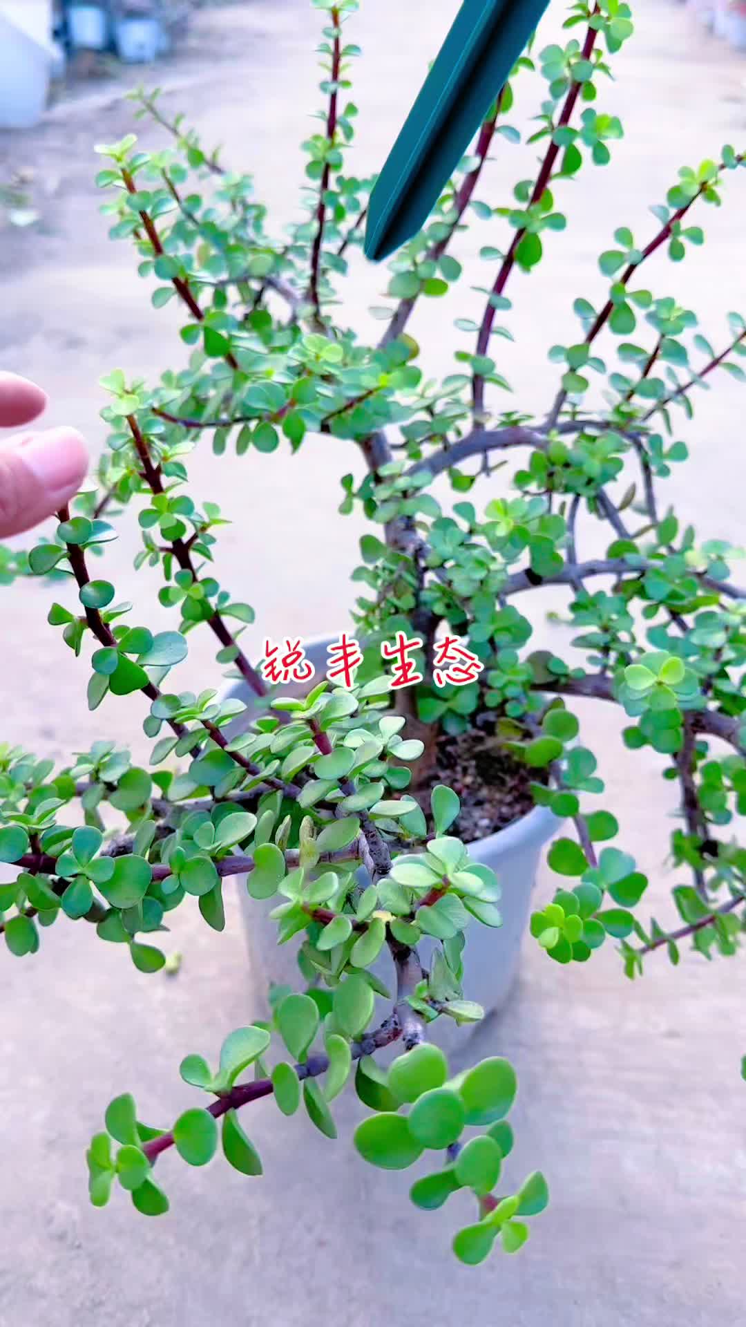 ...后期按照支撑架的轮廓进行修剪,后期就是美美的一颗迎客松造型树了,...