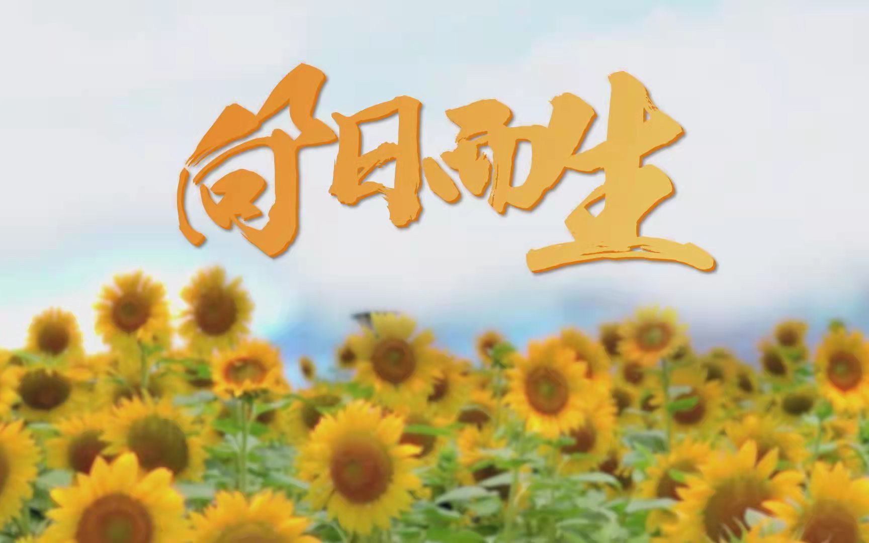 上海纪实人文频道《向阳而生》 器官捐献公益纪录片