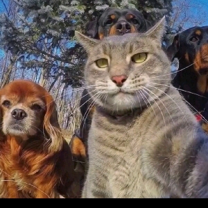 明天一定看文献 