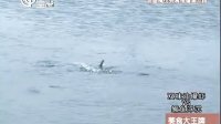 中国淡水鱼之都菱湖——鳜鱼浮沉