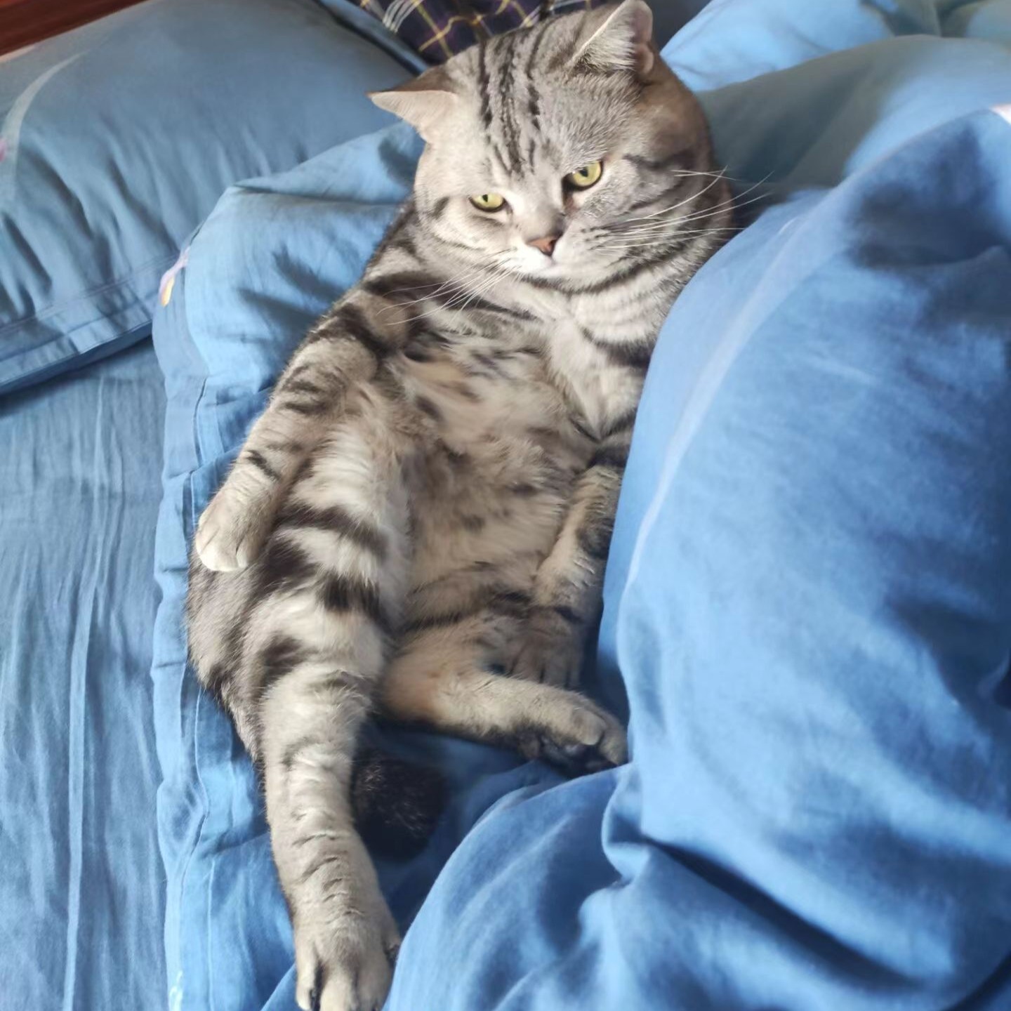 浑水摸鱼的猫师傅 