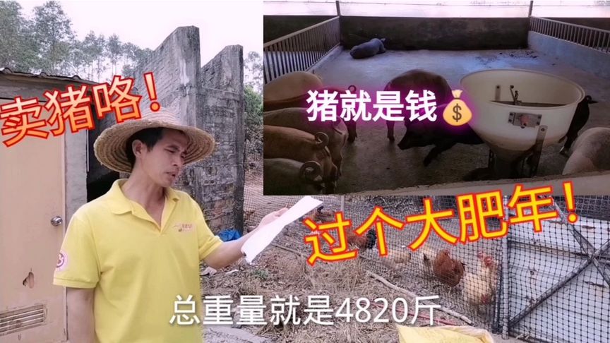 今天卖了一部分猪,成本和利润都算出来了,养猪好还是打工好呢