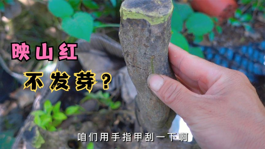 映山红一直不发芽,去年偷懒没缠膜,今天赶紧换盆抢救一下