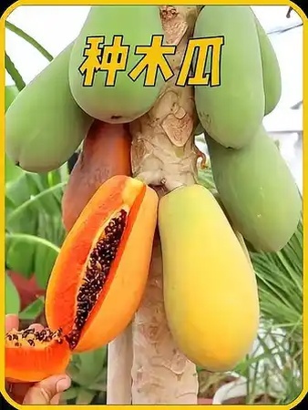 如果将木瓜的种子直接放入土壤中,能否成功长出果实呢?