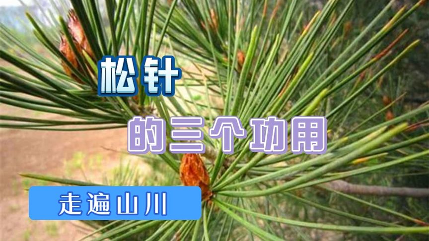 松针作用真有哪么厉害吗?