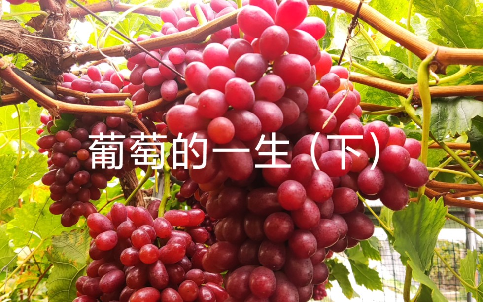 这大概叫做葡萄的一生(下)