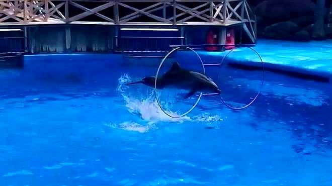 海豚表演太精彩,引得全场观众惊呼声不断
